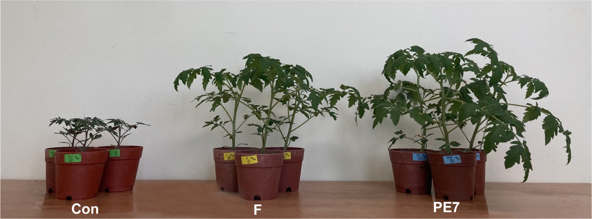 Growth Enhancement of Tomato by a Plant Growth Promoting Bacterium ...